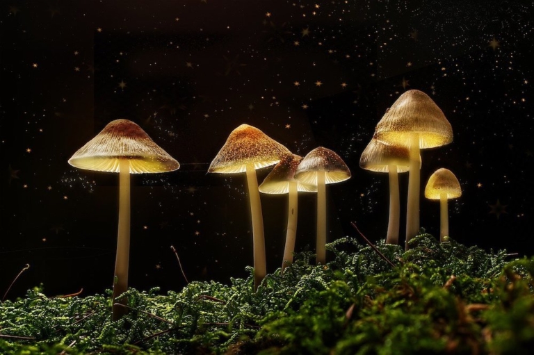 How Do Hallucinogens Work? The Complete Guide to Psychedelic Benefits ...