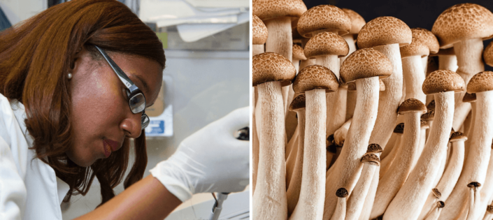 LSA Vs. LSD: What Is the Difference? | Psychedelic Spotlight