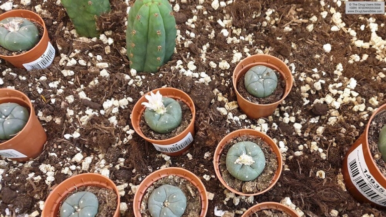 What Is Peyote? Everything You Need to Know About Mescaline Cactus ...