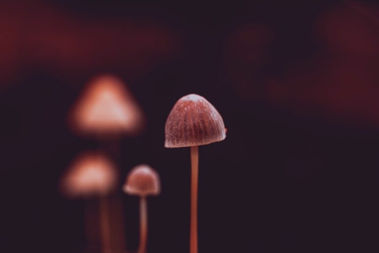 What Is Psilohuasca? How and Why This Psychedelic Combo Is Going ...