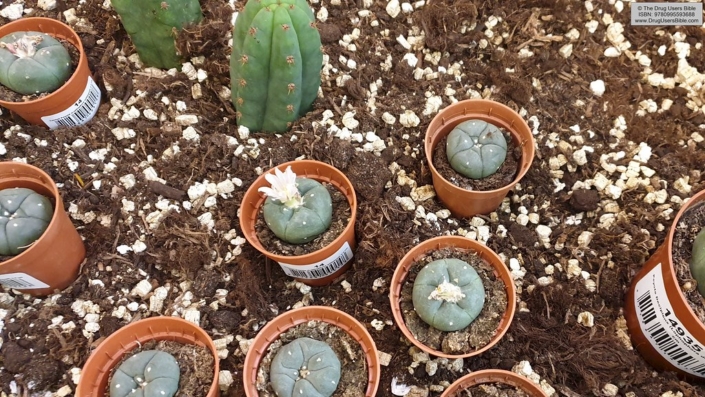 The Benefits of Peyote: Ancient Wisdom, Modern Medicine | Psychedelic ...