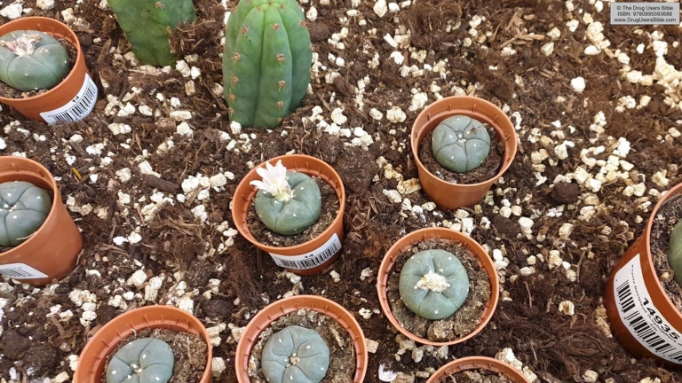 The Benefits of Peyote: Ancient Wisdom, Modern Medicine | Psychedelic ...