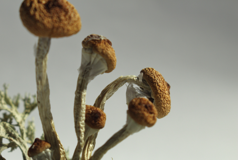 12 Things to Know Before You Buy Psilocybin Spores | Psychedelic Spotlight