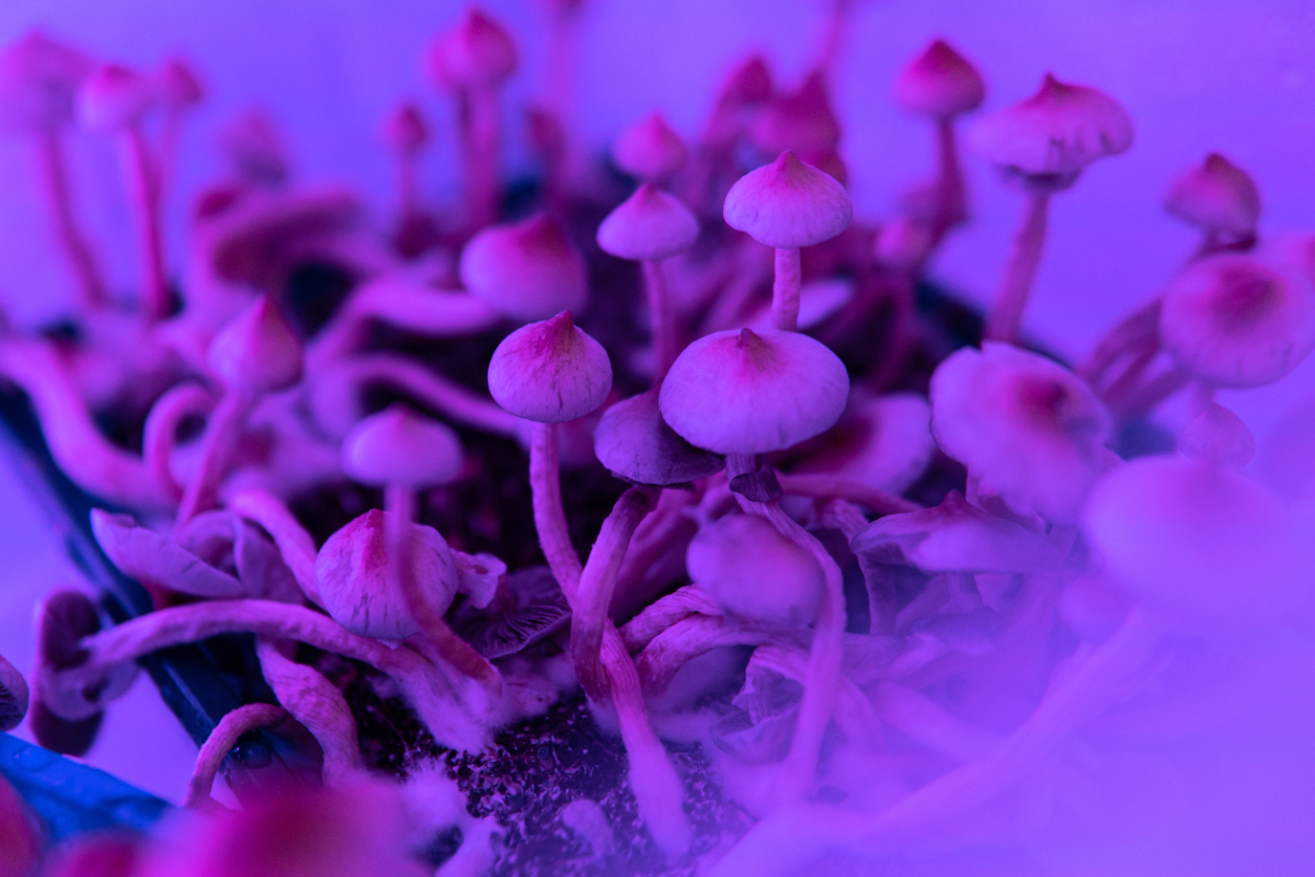 Psychedelics Company Solves Natural Psilocybin Extraction Problem