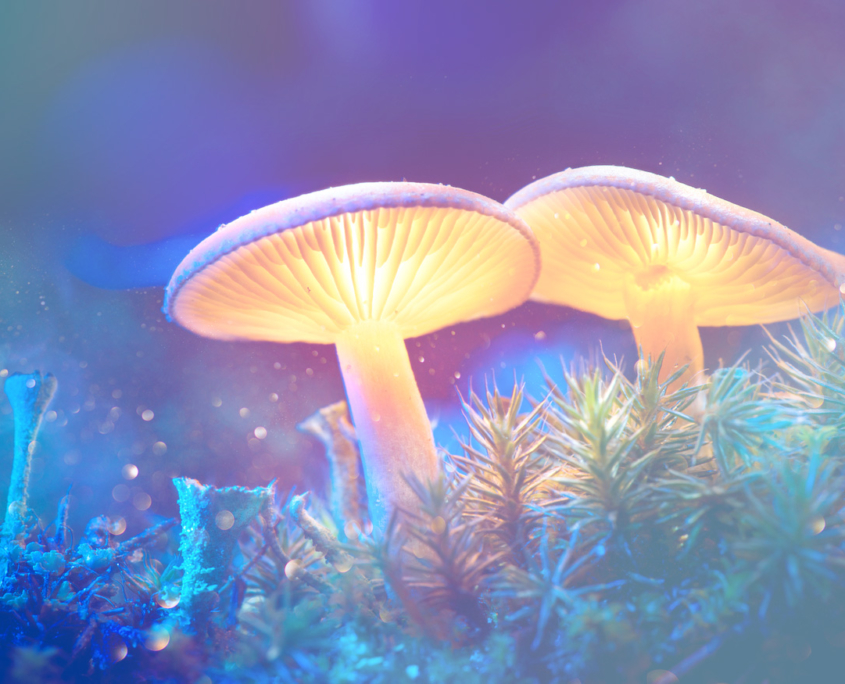 How 4 Indigenous Cultures Currently Use Psychedelics | Psychedelic ...