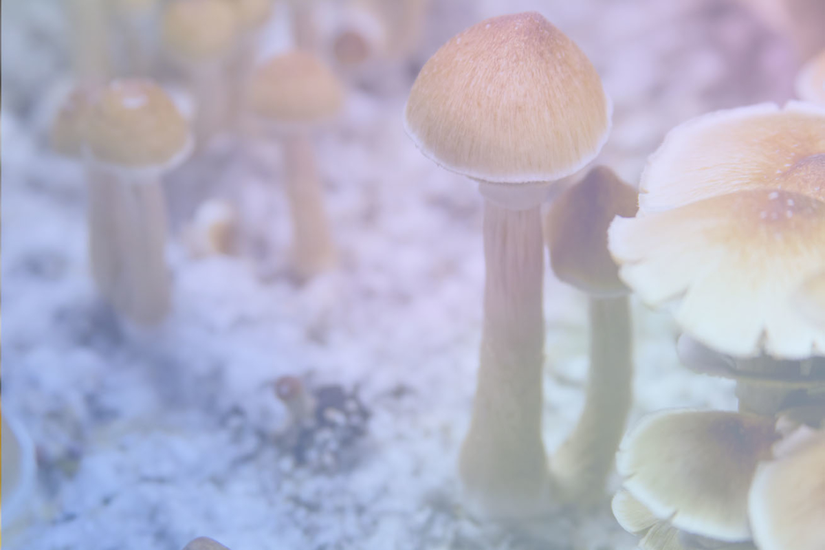 Oregon Psilocybin Board Proposes Legalizing Just One Fungi Species