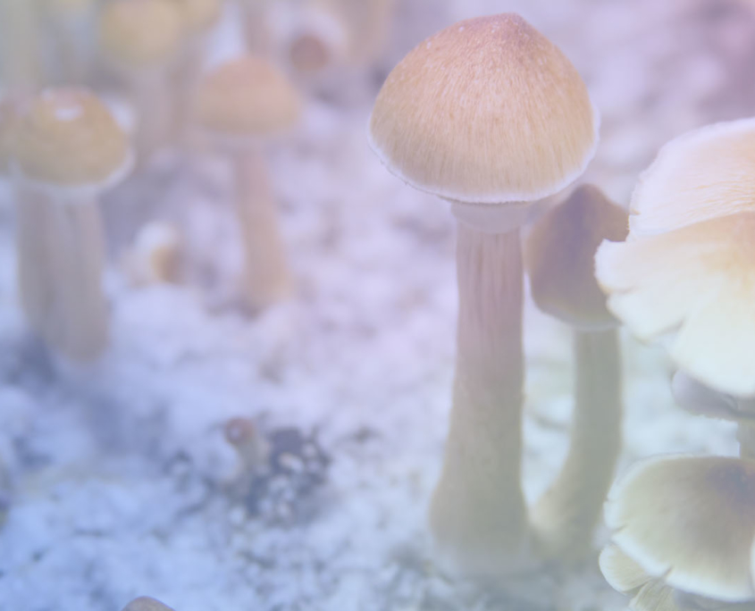 'Dune' Is a Psychedelic Sci-Fi Masterpiece Inspired by Mushroom Magic