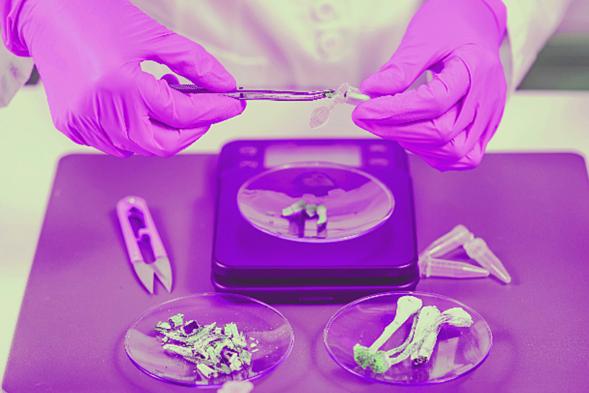 Three Phase 3 Clinical Trials that Could Legalize Psychedelics ...