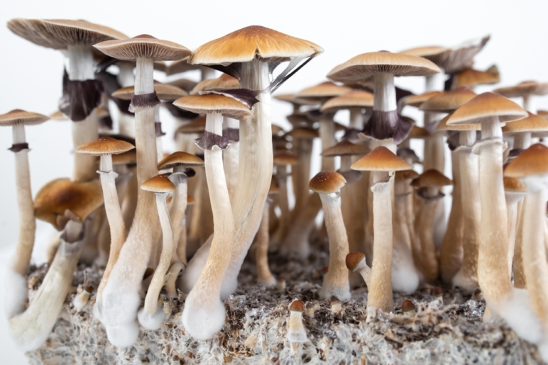 6 of the Strongest Magic Mushrooms Ranked by Potency
