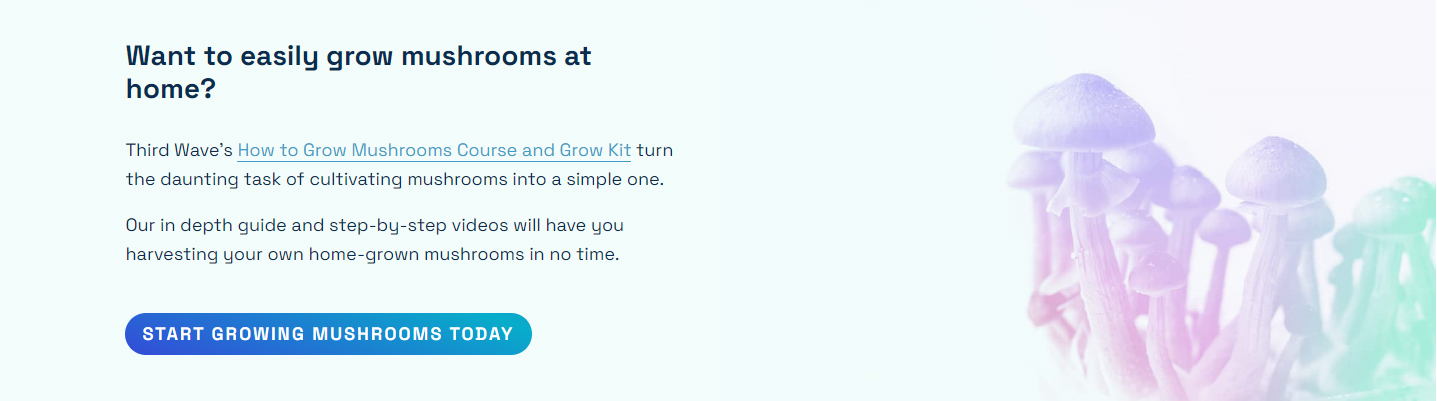 A Beginner's Guide To Mescaline | Psychedelic Spotlight