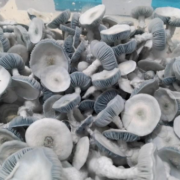 A List of the Strongest Psilocybe cubensis Strains | Psychedelic Spotlight