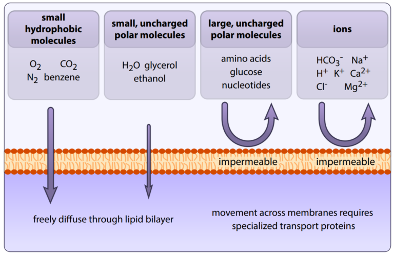 Antidepressant Effects of Psychedelics May Be Linked to Intracellular ...