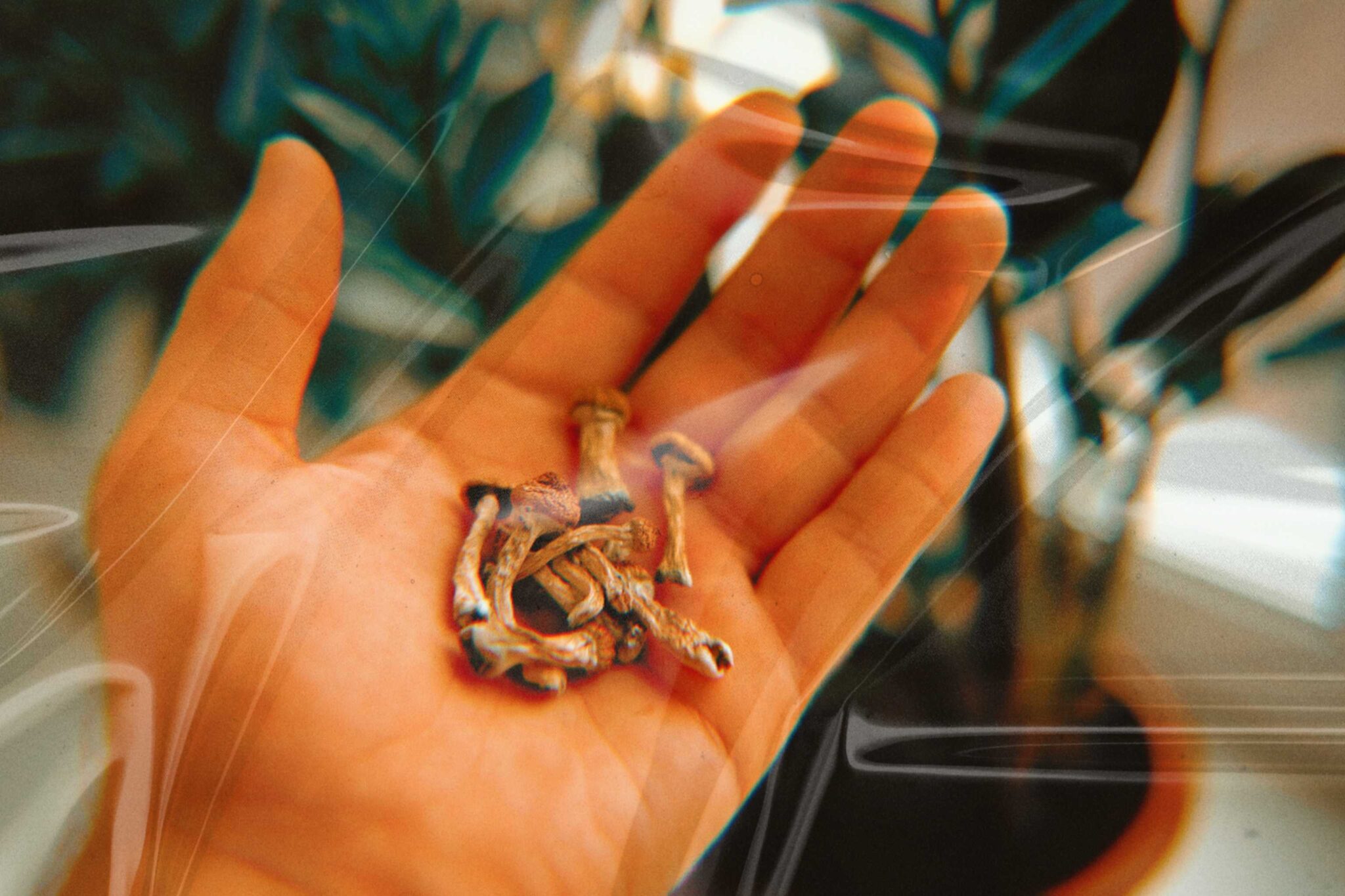 How To Grow Magic Mushrooms At Home Psychedelic Spotlight 2249