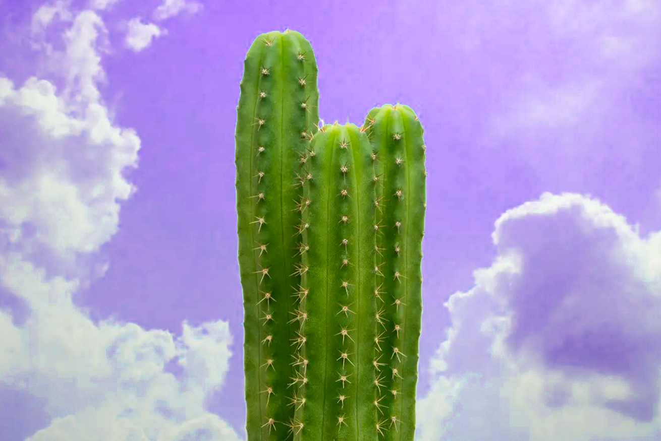 A Beginner’s Guide to a San Pedro Cactus Experience | Psychedelic Spotlight