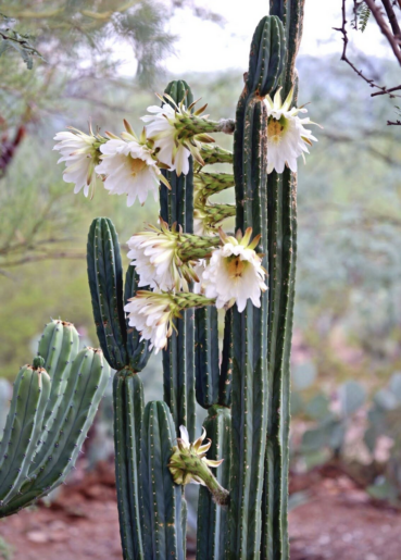 A Beginner’s Guide to a San Pedro Cactus Experience | Psychedelic Spotlight
