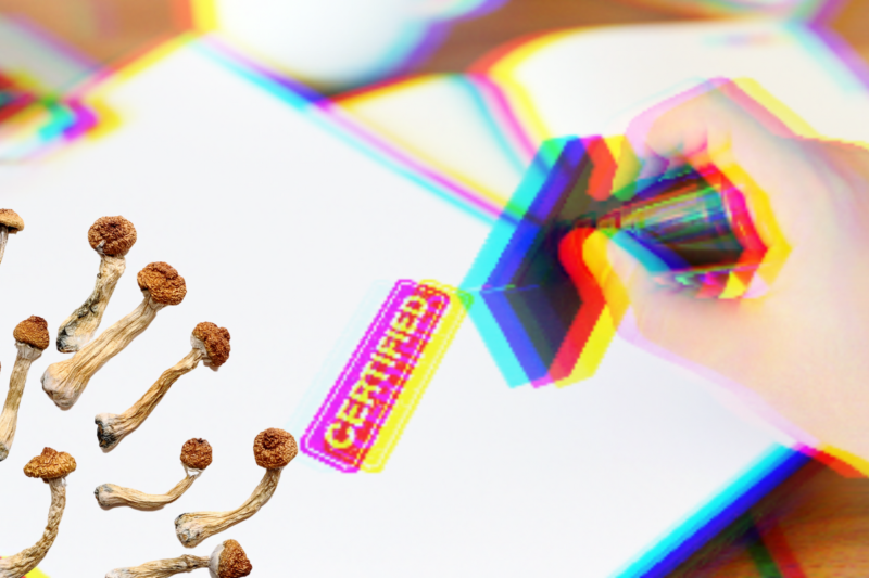 5 Essential Steps To Become a Psychedelic Therapist: The Complete Guide ...