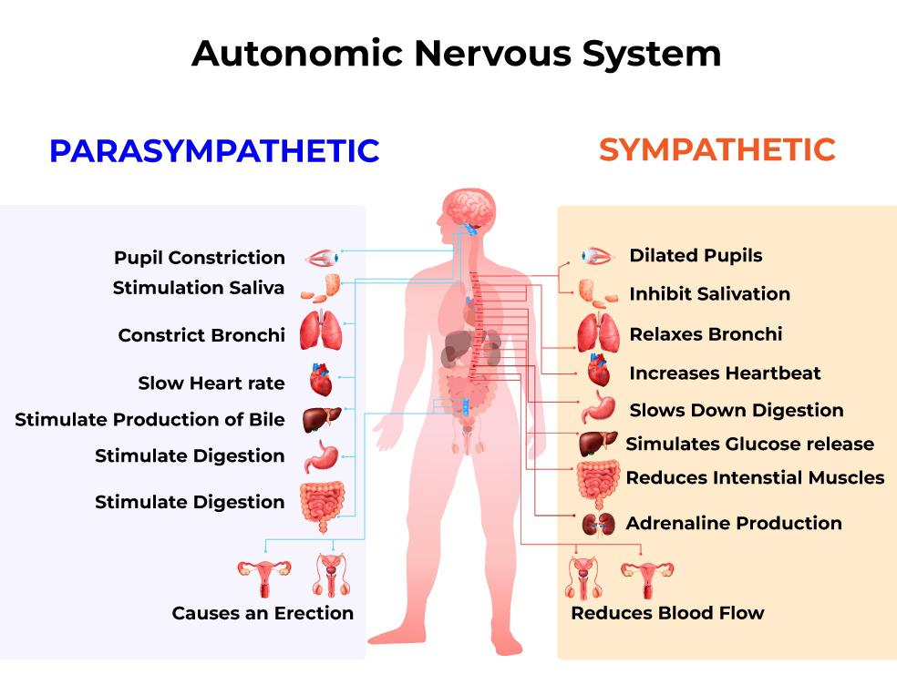 How To Reduce Anxiety And Depression By Fixing Nervous System
