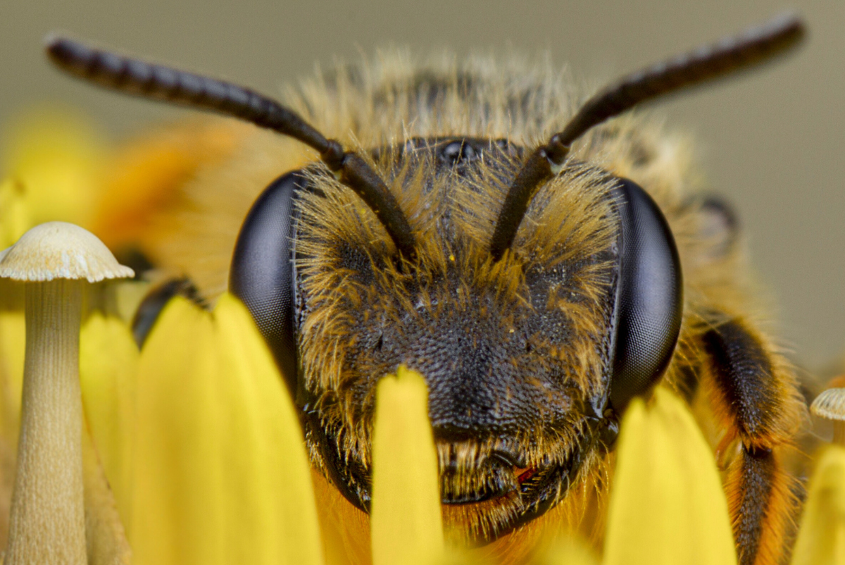 Saving Our Ecosystem: How Mushrooms Can Save Our Bees