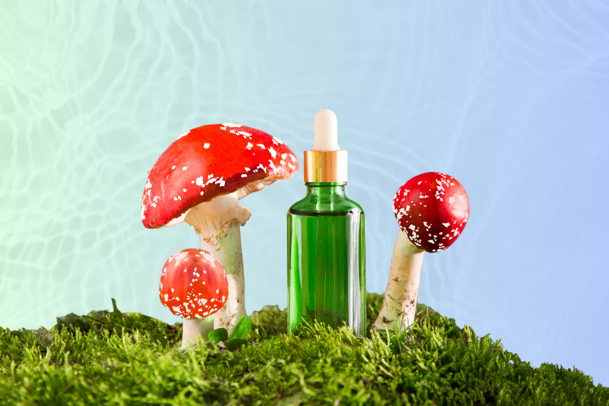 The Art of Medicinal Mushrooms Extraction: A Comprehensive Guide to ...
