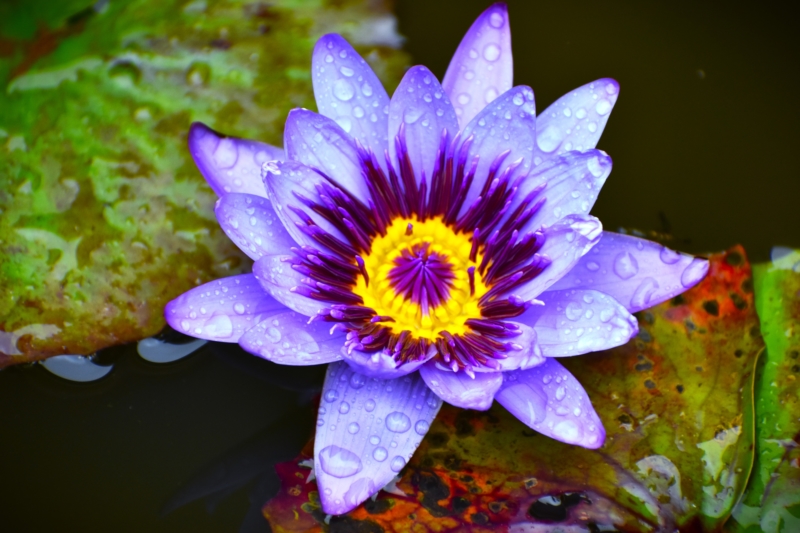 Blue Lotus Flower: The Legal Entheogen Used for Stress and Relaxation ...