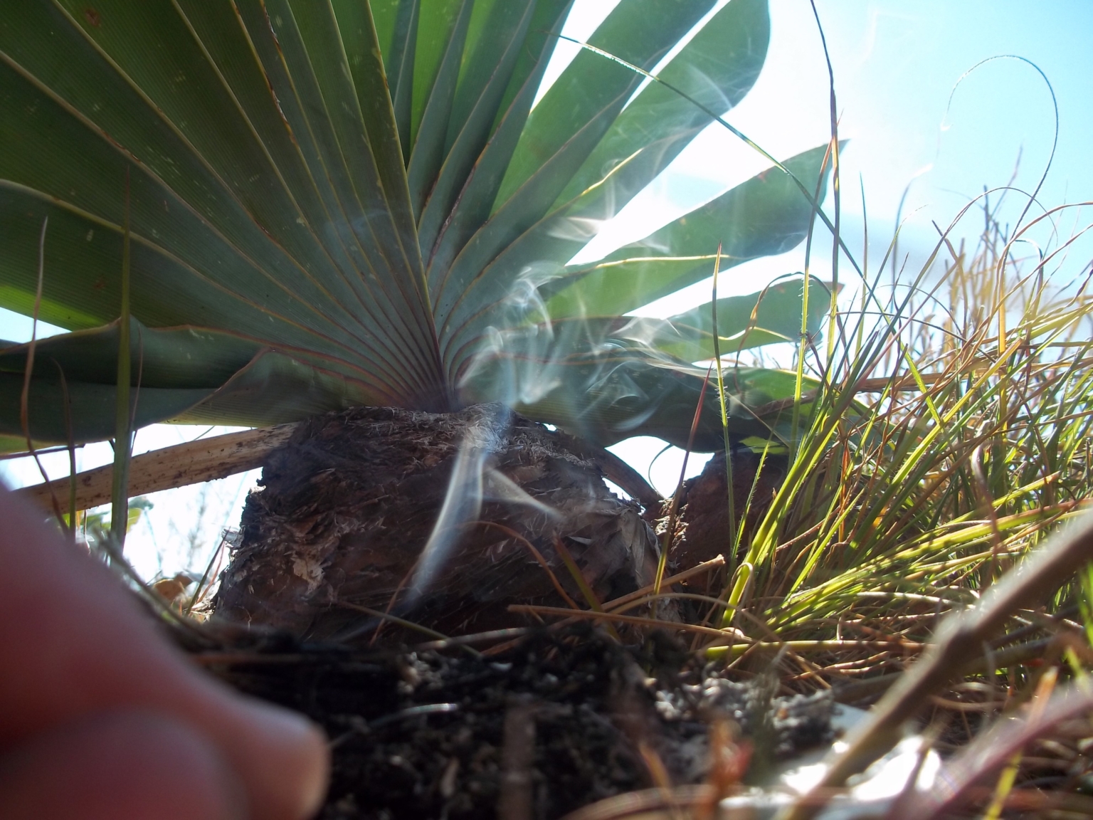 Africa's Forgotten Cradle of Psychoactive Plants