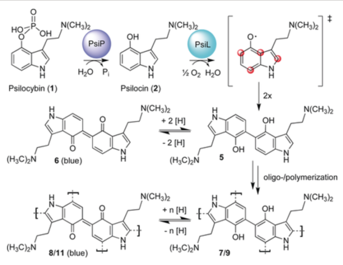 Why Do Magic Mushrooms Bruise Blue? Mystery Solved