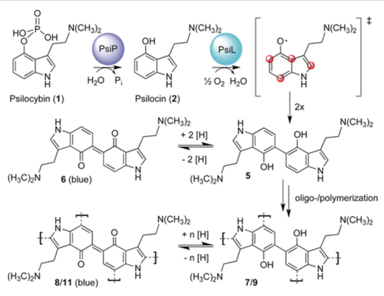Why Do Magic Mushrooms Bruise Blue? Mystery Solved