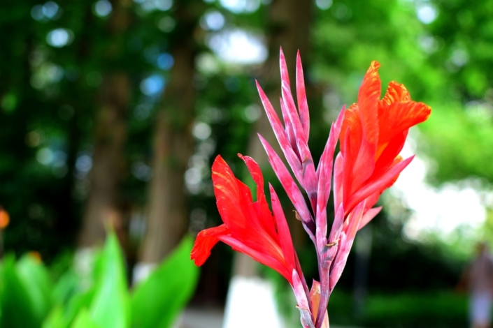 Kanna Effects: The Science Behind Kanna's Health Benefits | Psychedelic ...